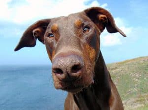 The Canis Panther - An Incredible Mix Worth Learning About | Your Dog ...