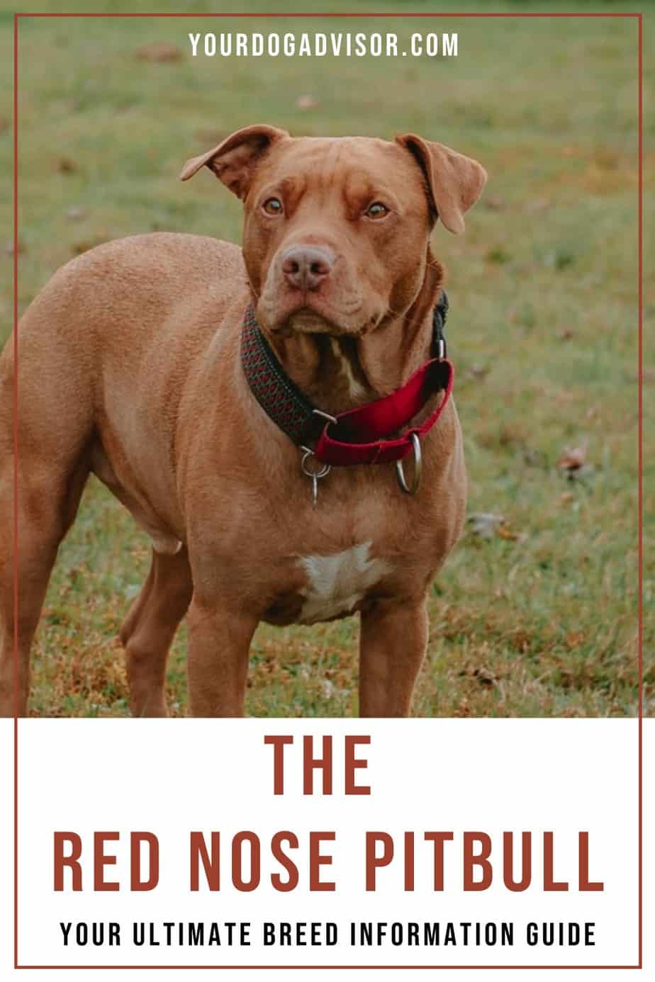 The Red Nose Pitbull - Your Ultimate Breed Information Guide | Your Dog ...