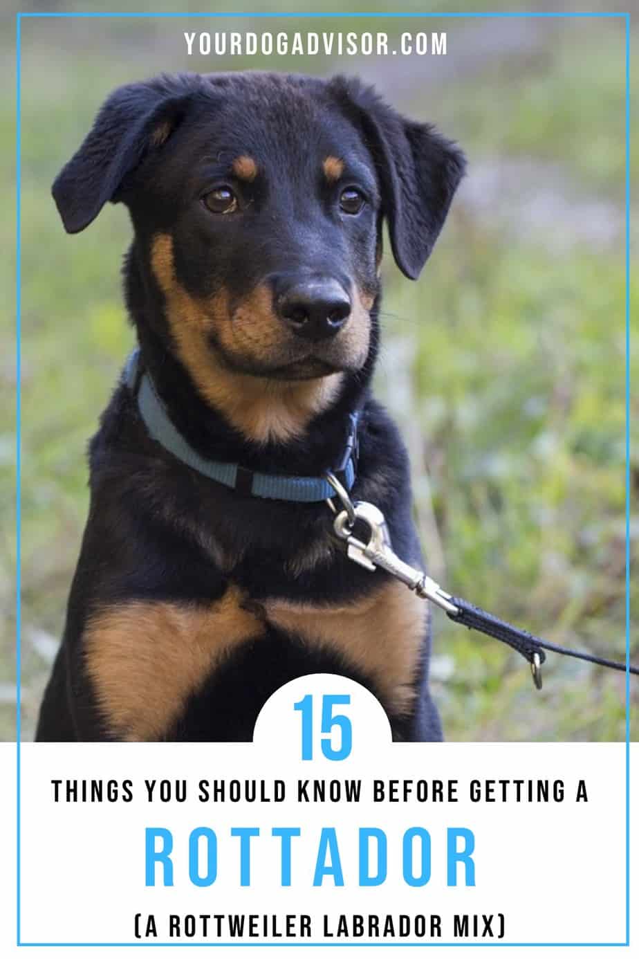 Rattador (Rottweiler Lab Mix) Dog Breed Information - 15 Things to Know ...