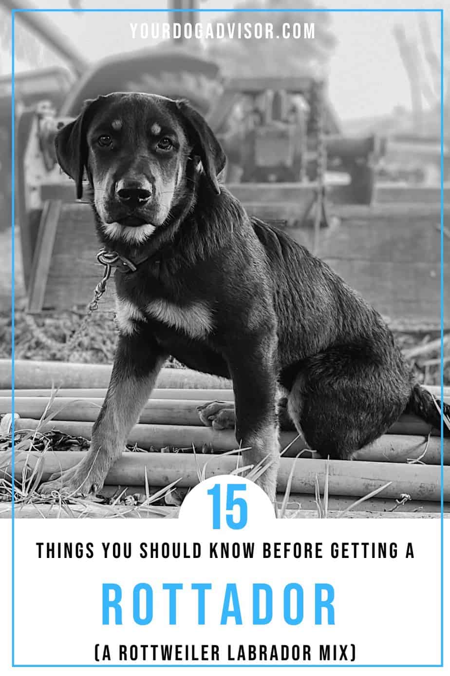 Rattador (Rottweiler Lab Mix) Dog Breed Information - 15 Things to Know ...