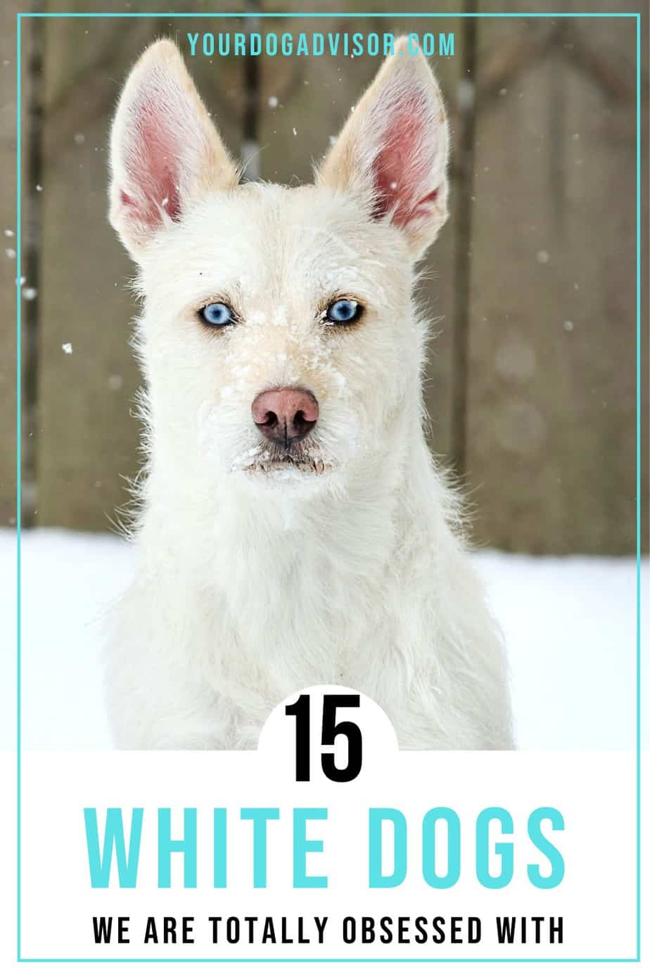15 White Dogs We Are Totally Obsessed With | Your Dog Advisor