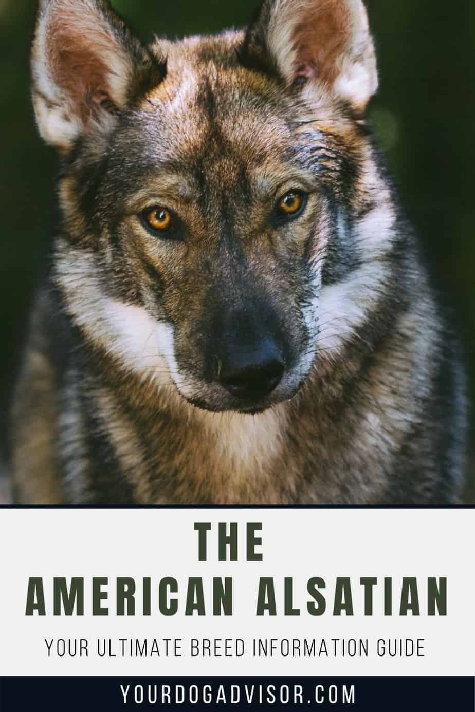 The American Alsatian - Your Ultimate Breed Information Guide | Your ...