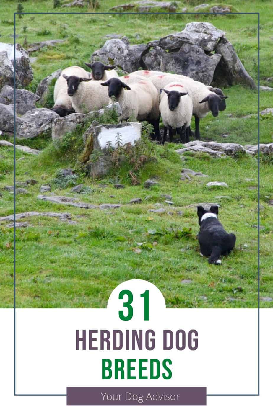 31 Herding Dogs You Should Know | Your Dog Advisor