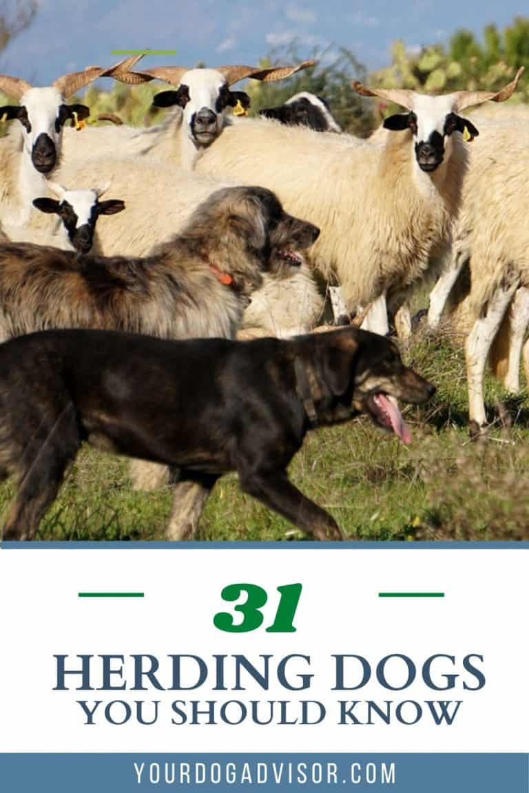 31 Herding Dogs You Should Know | Your Dog Advisor