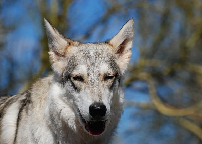 Native American Indian Dog Breed Information - 10 Things to Know | Your ...