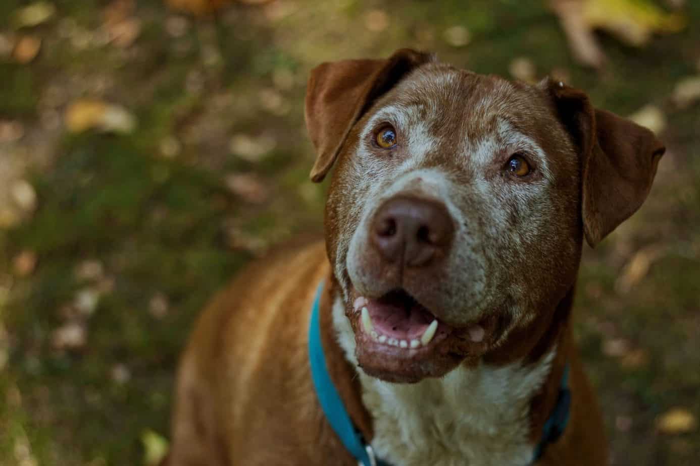 The Labrabull - Pitbull Lab Mix Dog Breed Information Guide | Your Dog ...