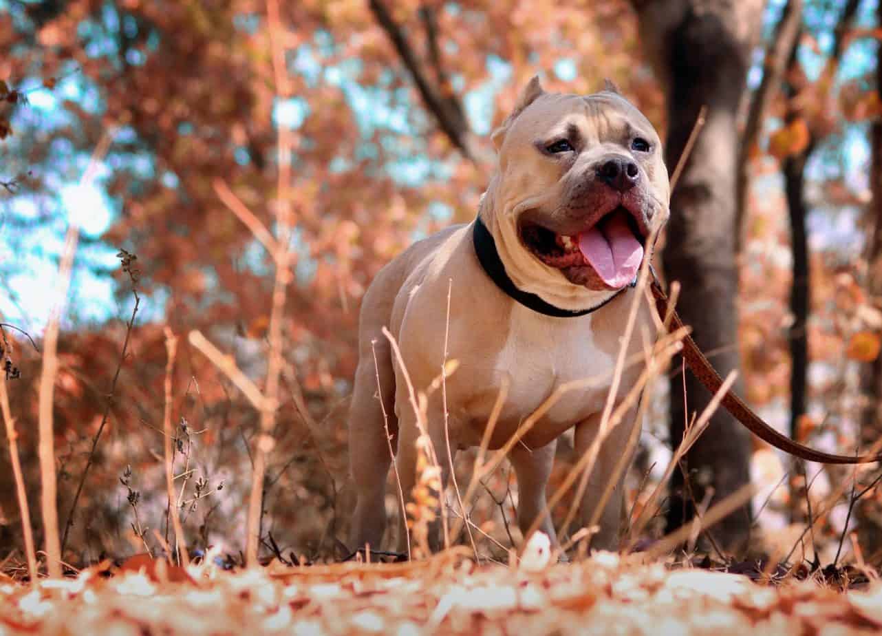 The American Bully - Your Ultimate Breed Information Guide | Your Dog ...