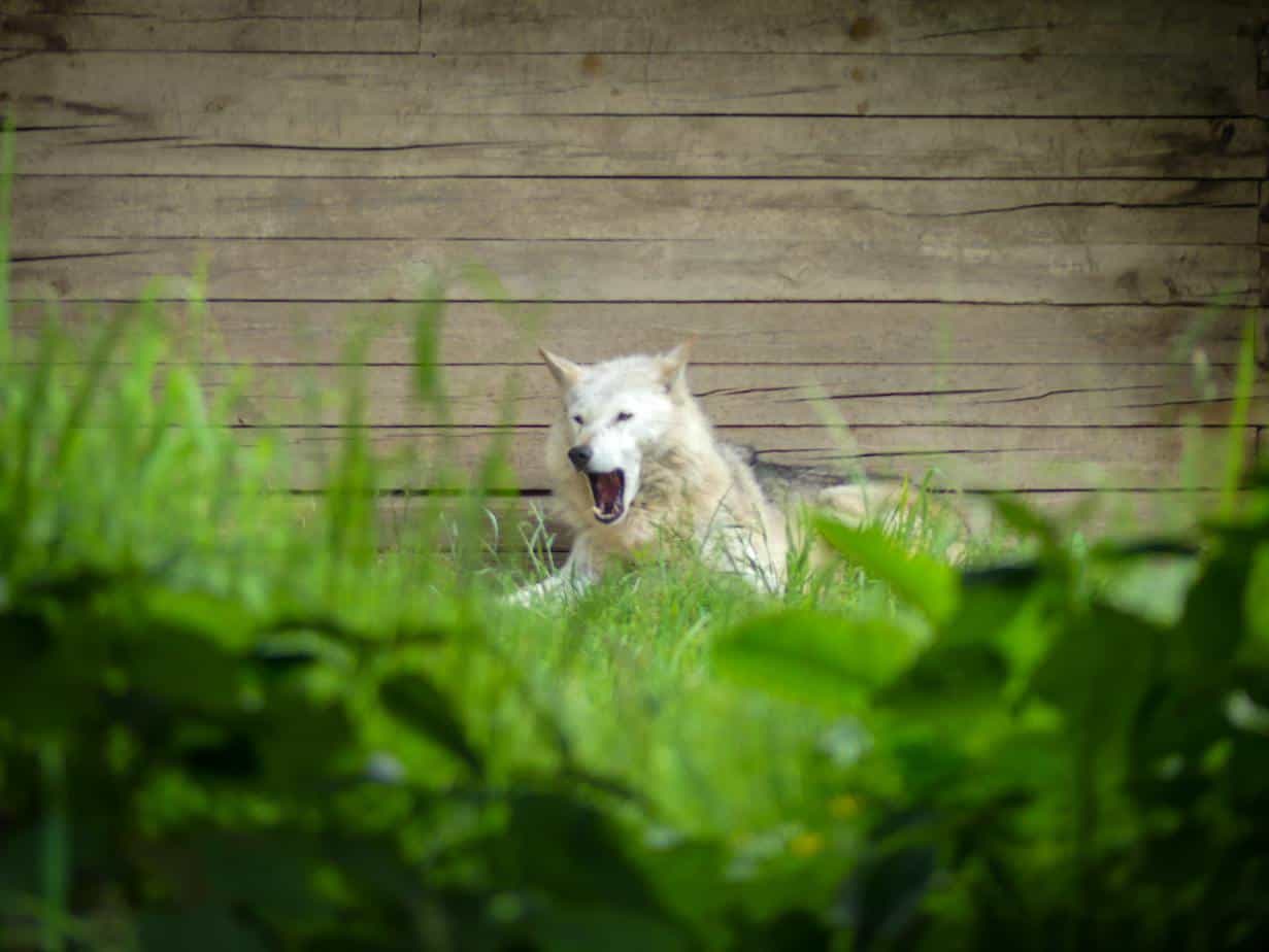 Native American Indian Dog Breed Information - 10 Things to Know | Your ...