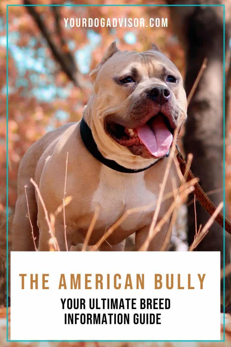 The American Bully - Your Ultimate Breed Information Guide | Your Dog ...