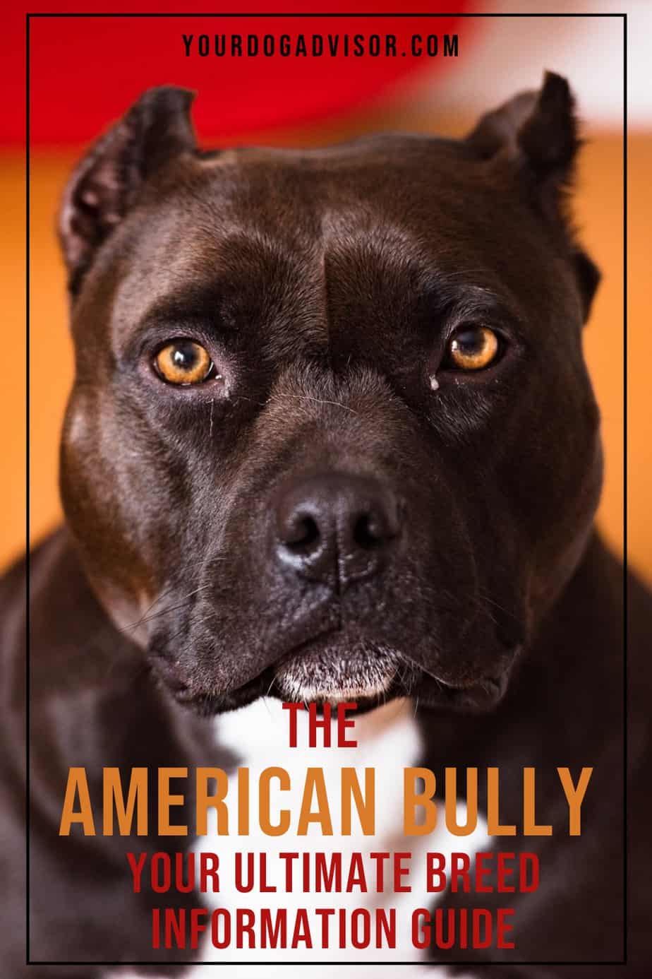 The American Bully - Your Ultimate Breed Information Guide | Your Dog ...
