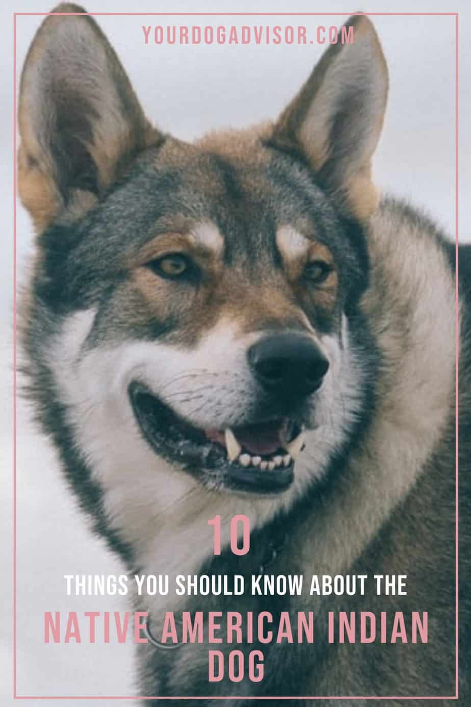 Native American Indian Dog Breed Information - 10 Things to Know | Your ...