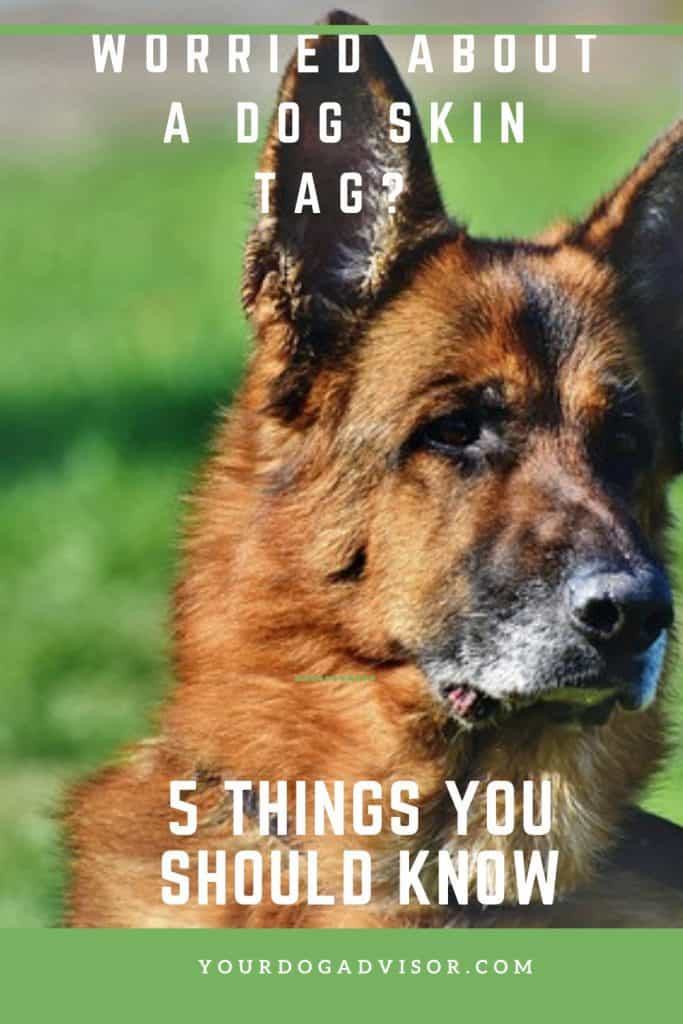 Worried About a Dog Skin Tag? 5 Things You Should Know | Your Dog Advisor