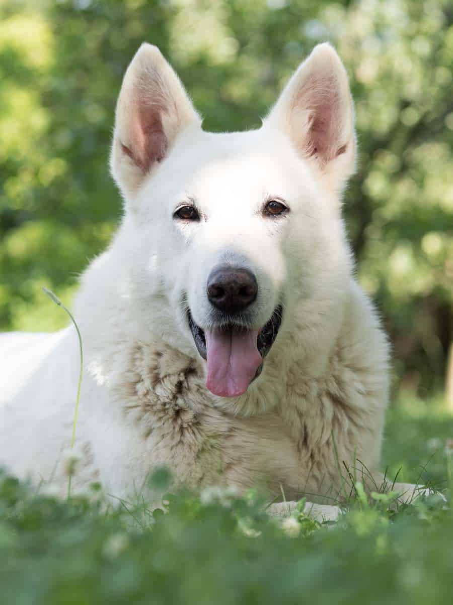 The Swiss Shepherd - Your Ultimate Breed Information Guide | Your Dog ...