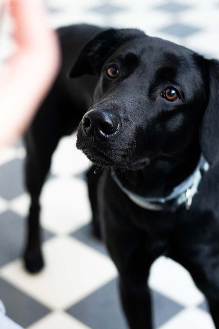 12 Smartest Lab Mix Dogs That Should Be On Your Radar | Your Dog Advisor