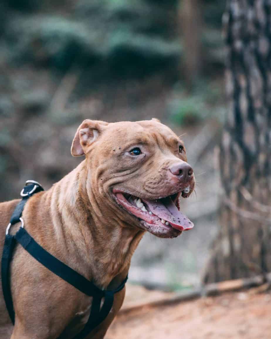 12 Things You Should Know About The Pitbull Mastiff Mix | Your Dog Advisor