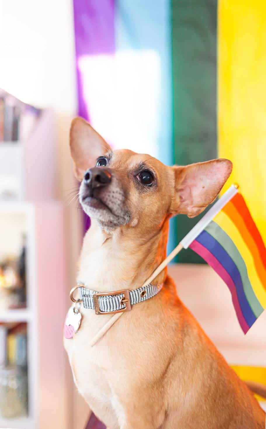 Ultimate Guide To The Chipit - The Pitbull Chihuahua Mix | Your Dog Advisor