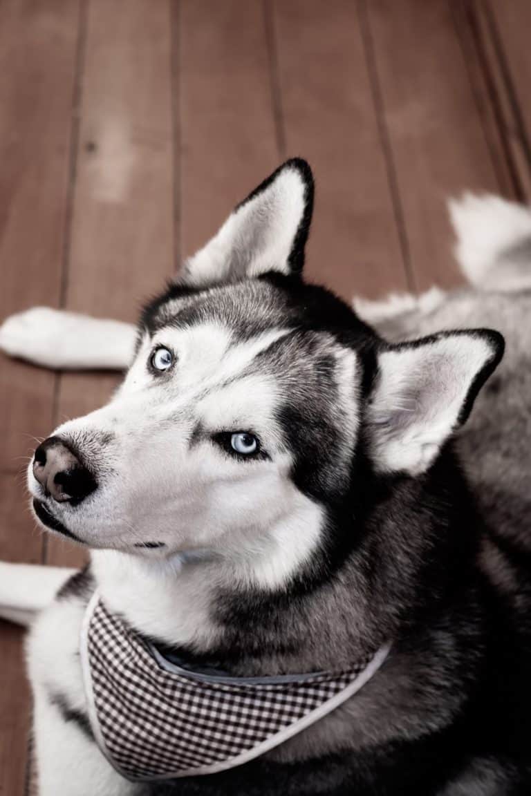 Husky Price - How Much Does It Cost To Buy And Raise A Husky? | Your ...