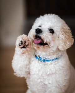 The Incredible Function Of Dog Paws And Tips on Keeping Them Healthy ...