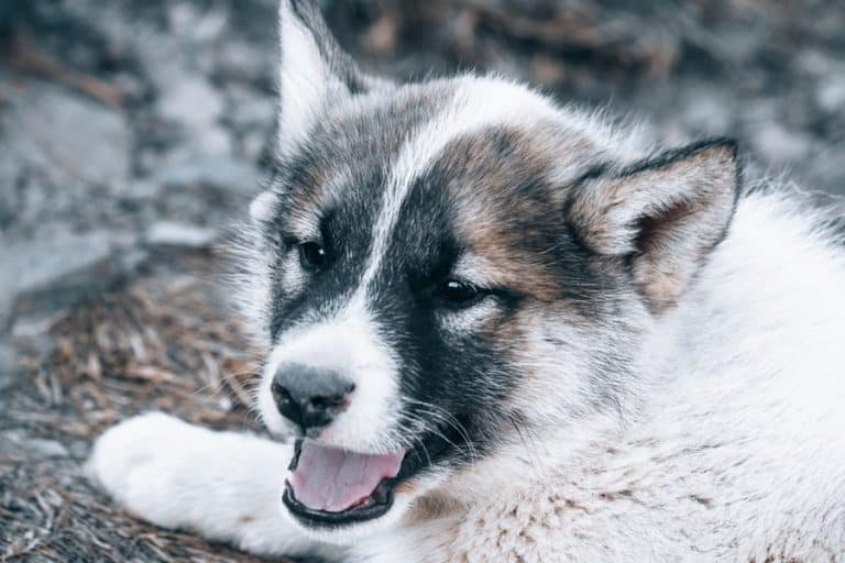 A Complete Guide To The Utonagan | Your Dog Advisor