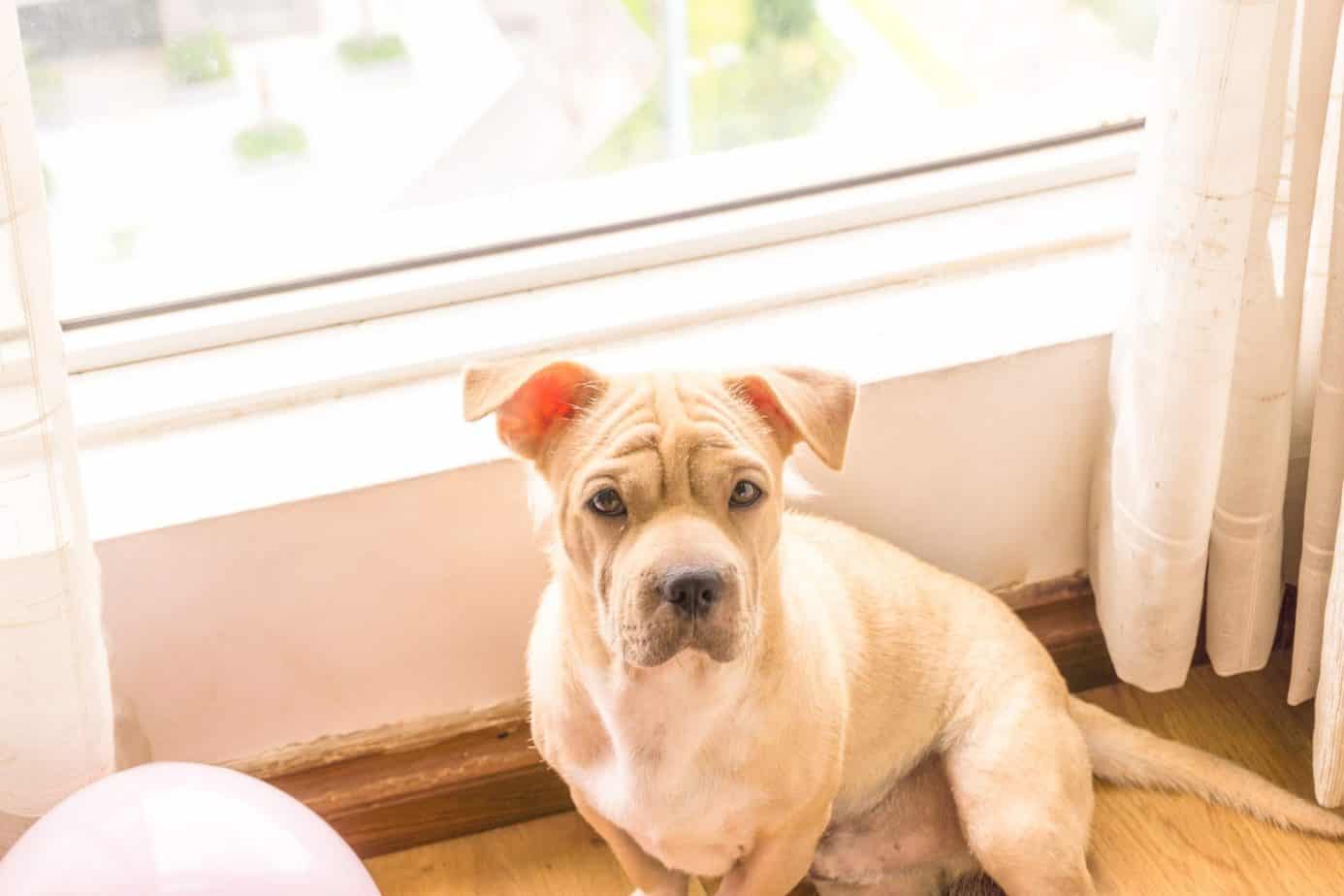 12 Things You Should Know About The Pitbull Mastiff Mix | Your Dog Advisor