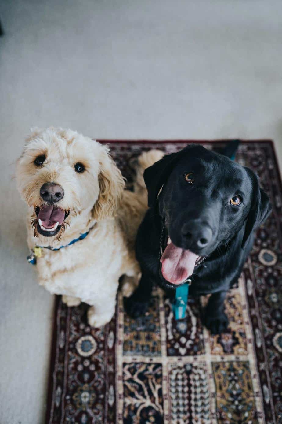 12 Smartest Lab Mix Dogs That Should Be On Your Radar | Your Dog Advisor