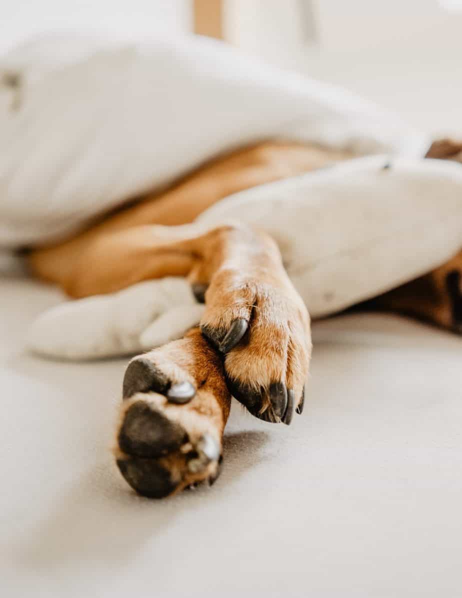 The Incredible Function Of Dog Paws And Tips on Keeping Them Healthy ...