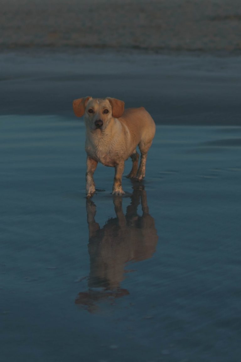 The Mini Labrador - What You Should Know About Smaller Than Average ...