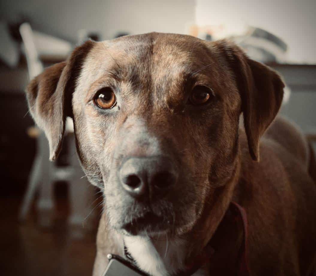 12 Smartest Lab Mix Dogs That Should Be On Your Radar | Your Dog Advisor