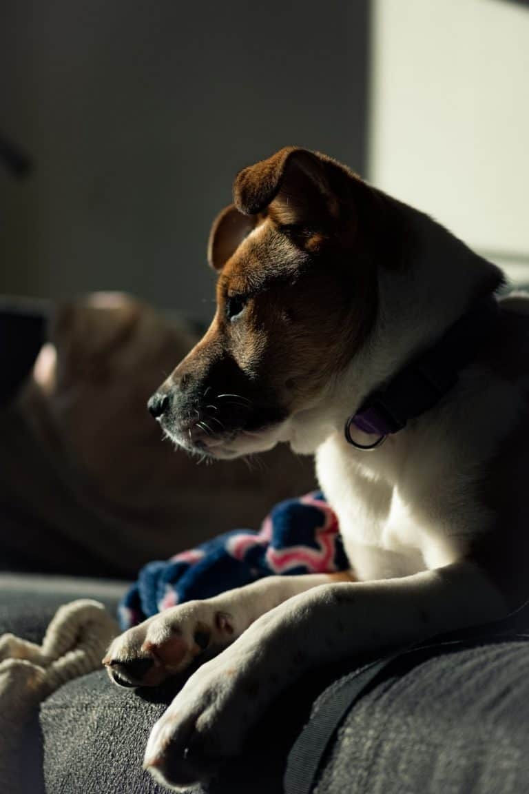 12 Smartest Lab Mix Dogs That Should Be On Your Radar | Your Dog Advisor