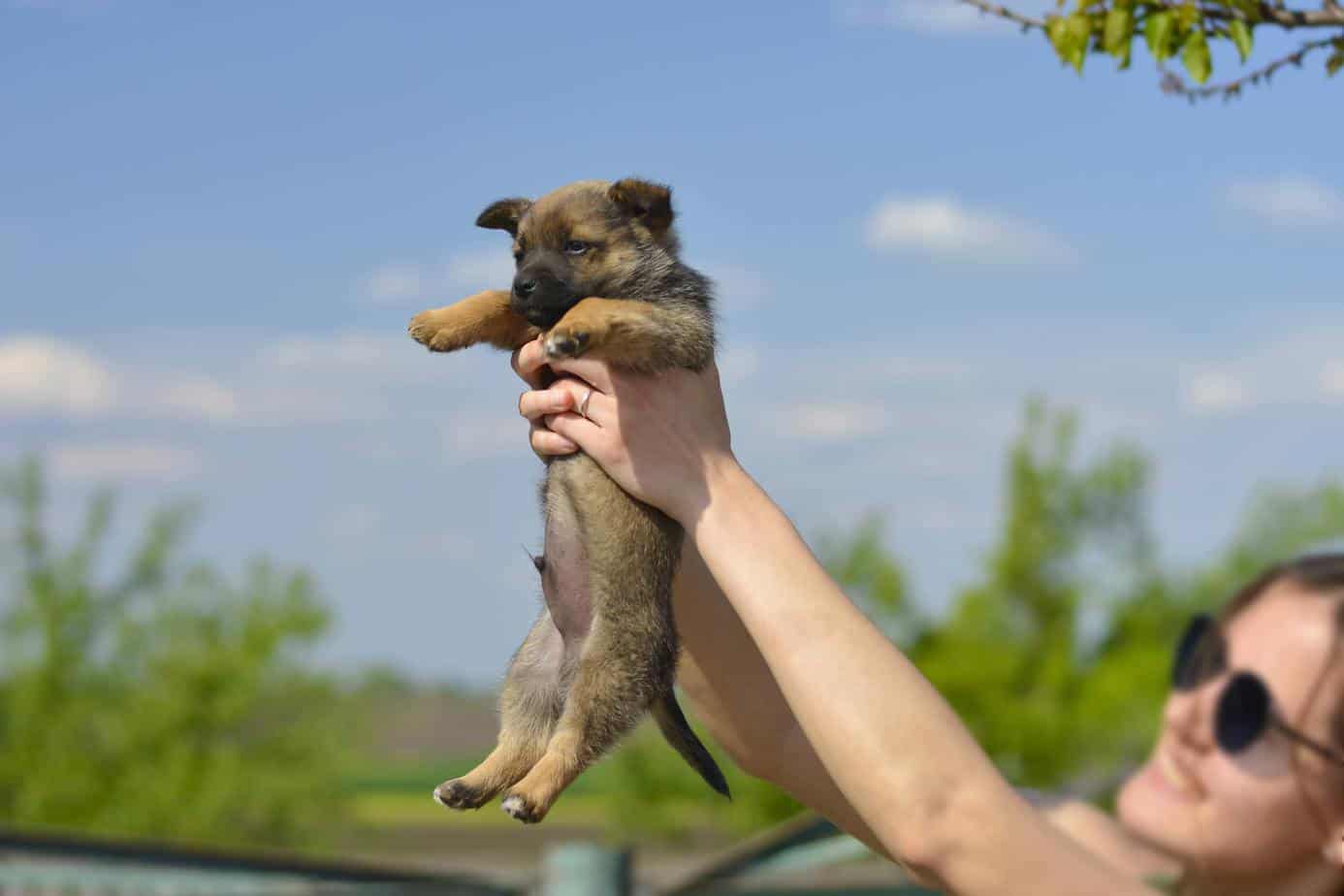 The King Shepherd - A Complete Information Guide | Your Dog Advisor