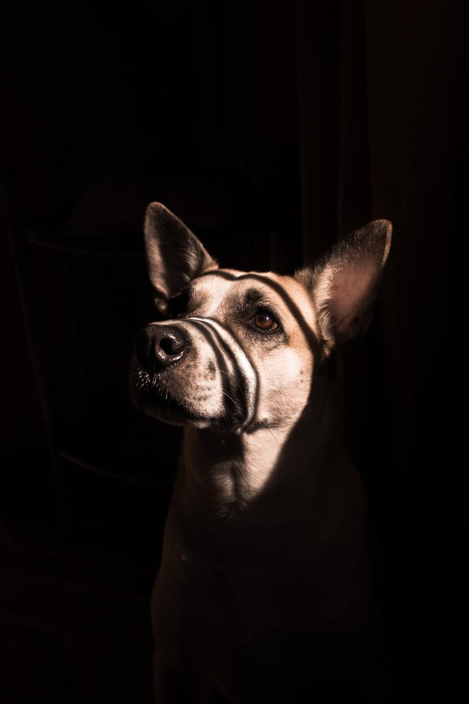 Ultimate Guide To The Chipit - The Pitbull Chihuahua Mix | Your Dog Advisor