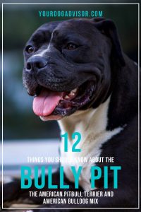 Bully Pit Breed Information Guide (American Pitbull Terrier - American ...