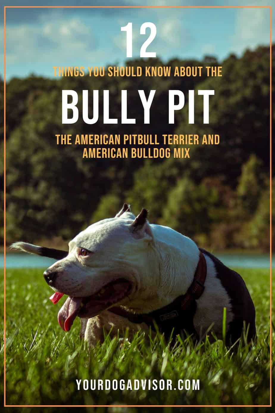 Bully Pit Breed Information Guide (American Pitbull Terrier - American ...