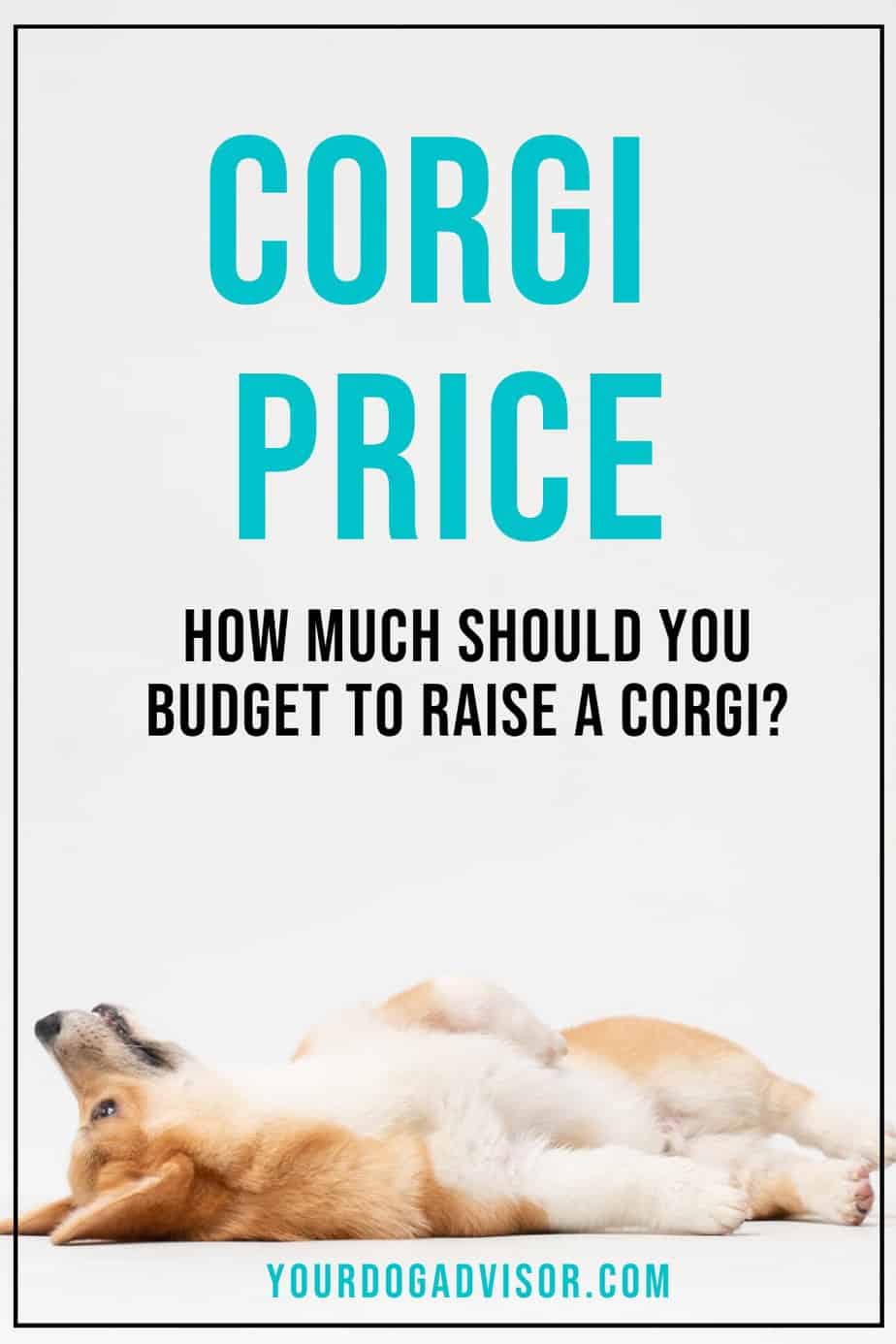 Corgi Price - How Much Should You Budget To Raise A Corgi Dog? | Your ...