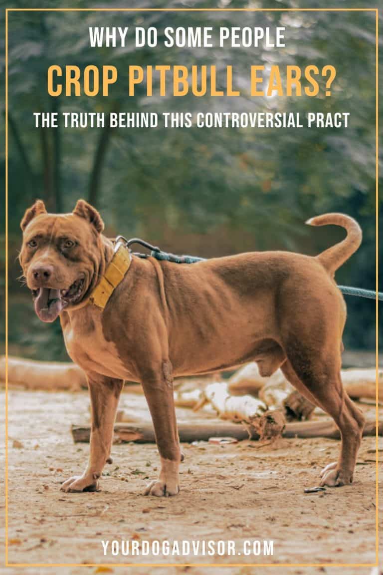 Why Do Some People Crop Pitbull Ears? The Truth Behind This ...