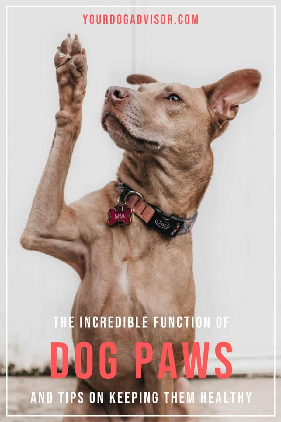 The Incredible Function Of Dog Paws And Tips on Keeping Them Healthy ...