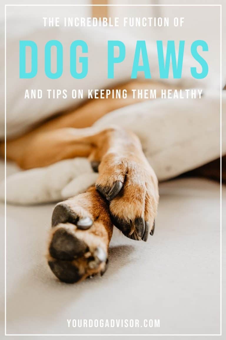 The Incredible Function Of Dog Paws And Tips on Keeping Them Healthy ...