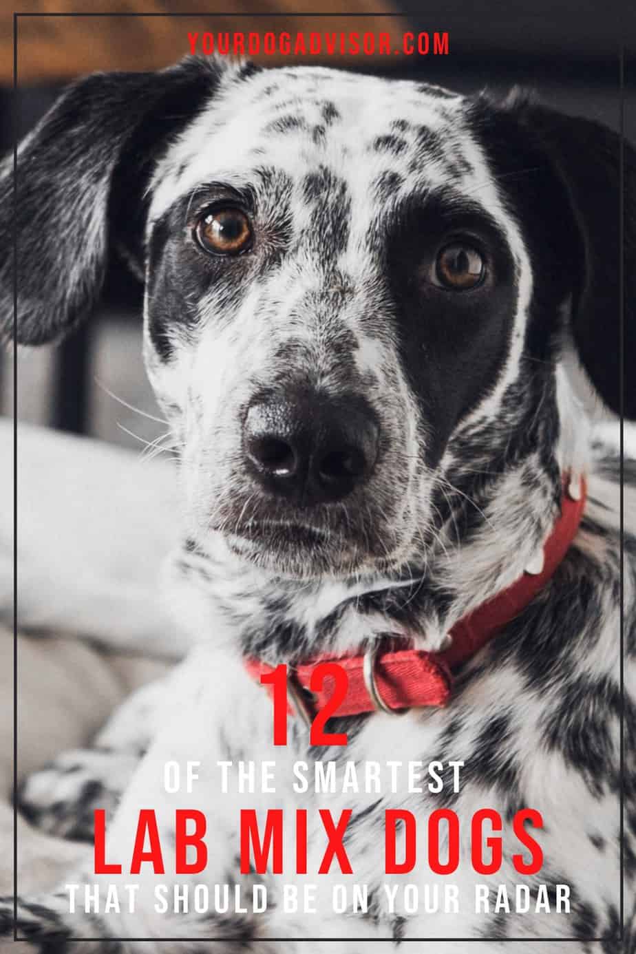 12 Smartest Lab Mix Dogs That Should Be On Your Radar | Your Dog Advisor
