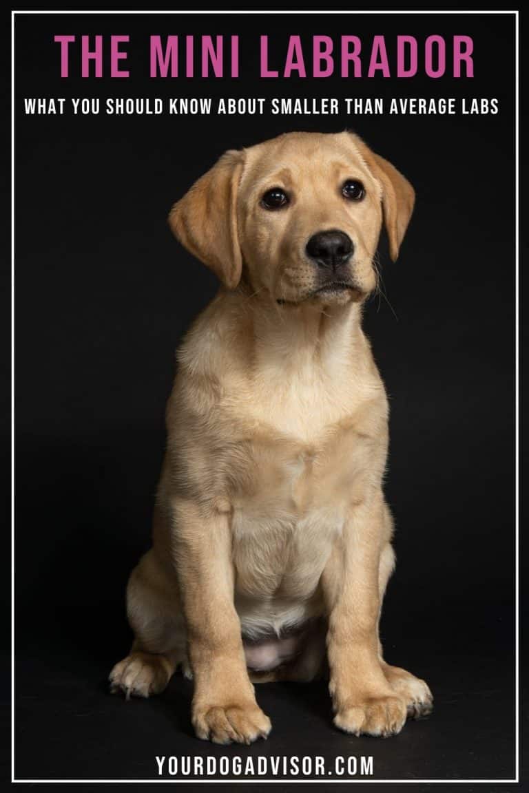 The Mini Labrador - What You Should Know About Smaller Than Average ...