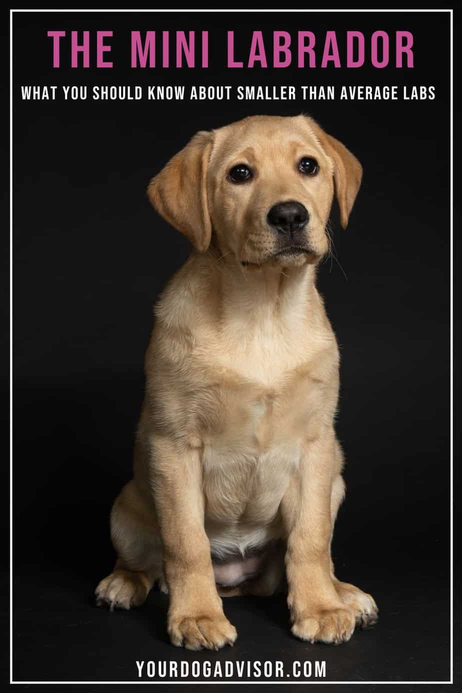 The Mini Labrador - What You Should Know About Smaller Than Average ...