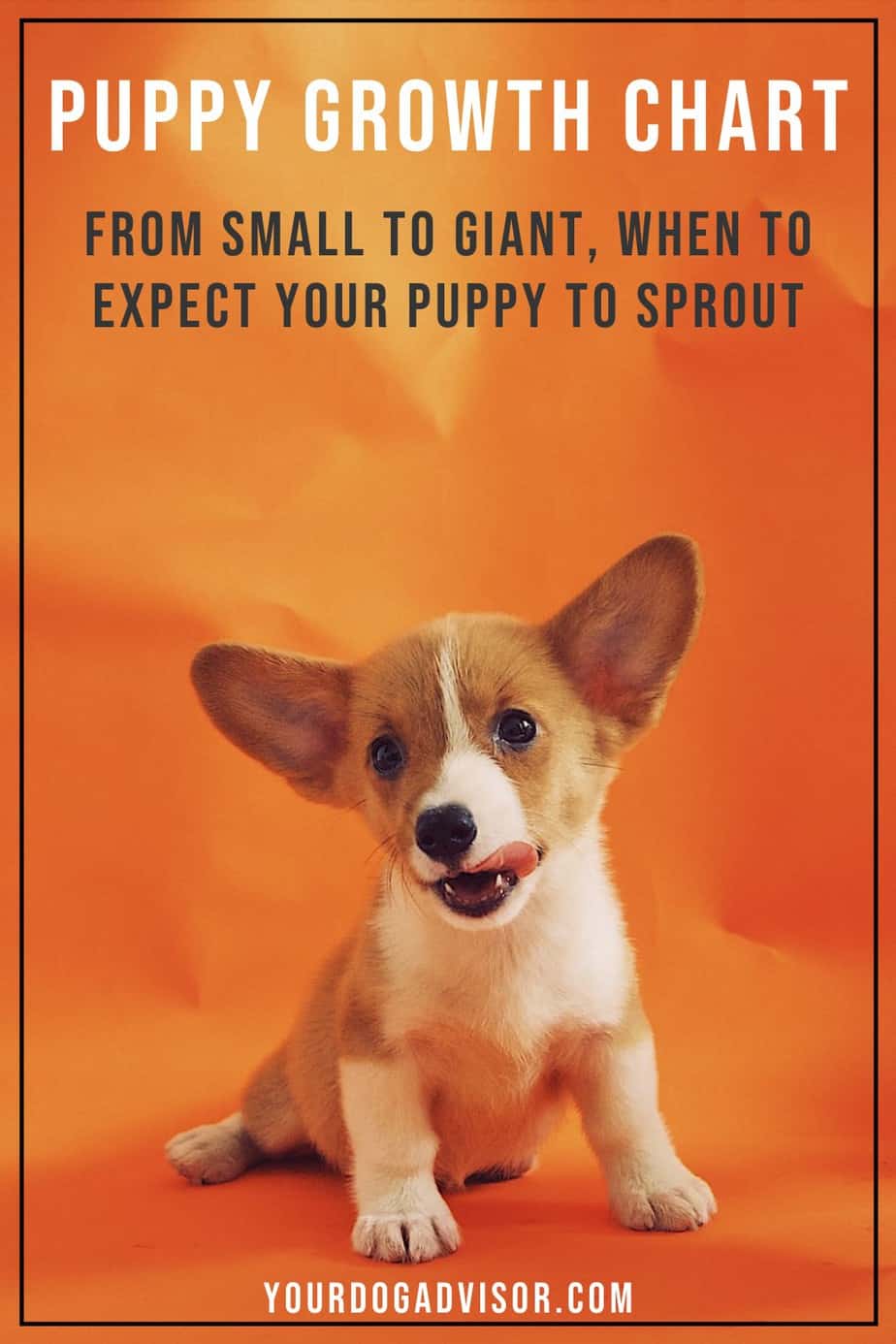 Puppy Growth Chart - From Small To Giant, When To Expect Your Puppy To ...