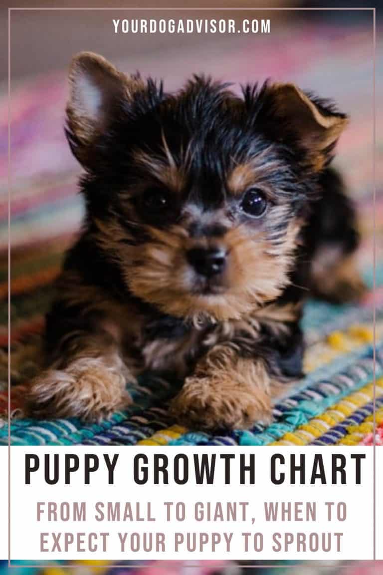 Puppy Growth Chart - From Small To Giant, When To Expect Your Puppy To ...