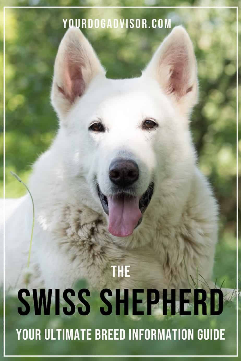 The Swiss Shepherd - Your Ultimate Breed Information Guide | Your Dog ...