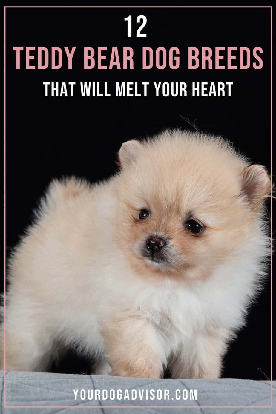 12 Teddy Bear Dog Breeds That Will Melt Your Heart | Your Dog Advisor