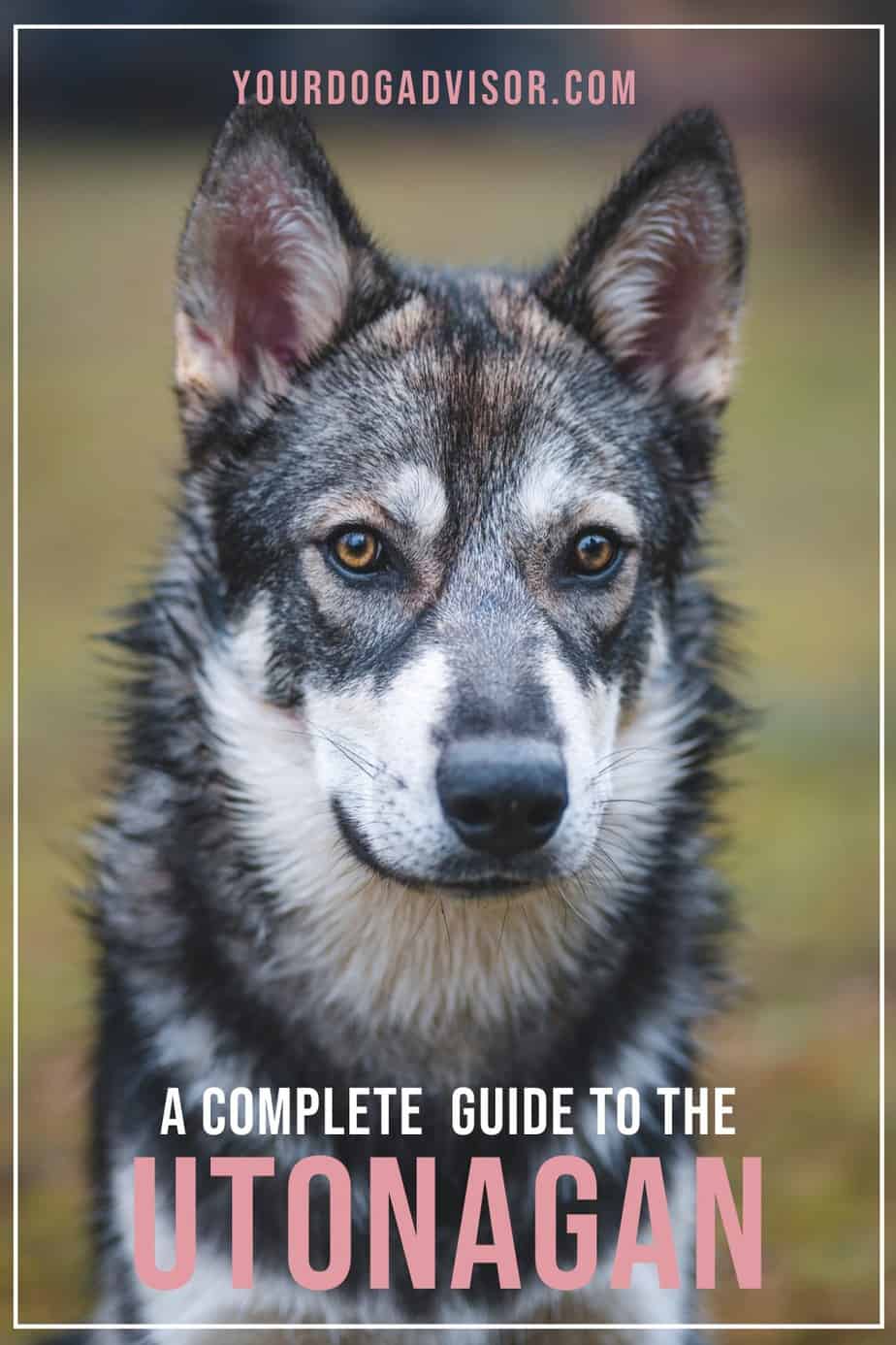 A Complete Guide To The Utonagan | Your Dog Advisor