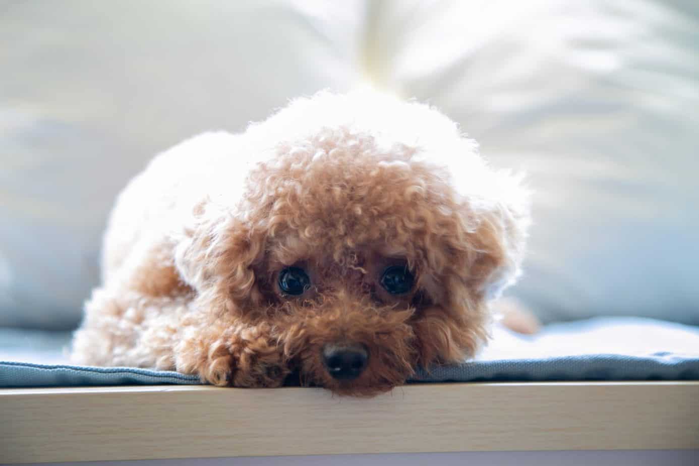12 Small Hypoallergenic Dogs You Probably Didn’t Know About | Your Dog ...