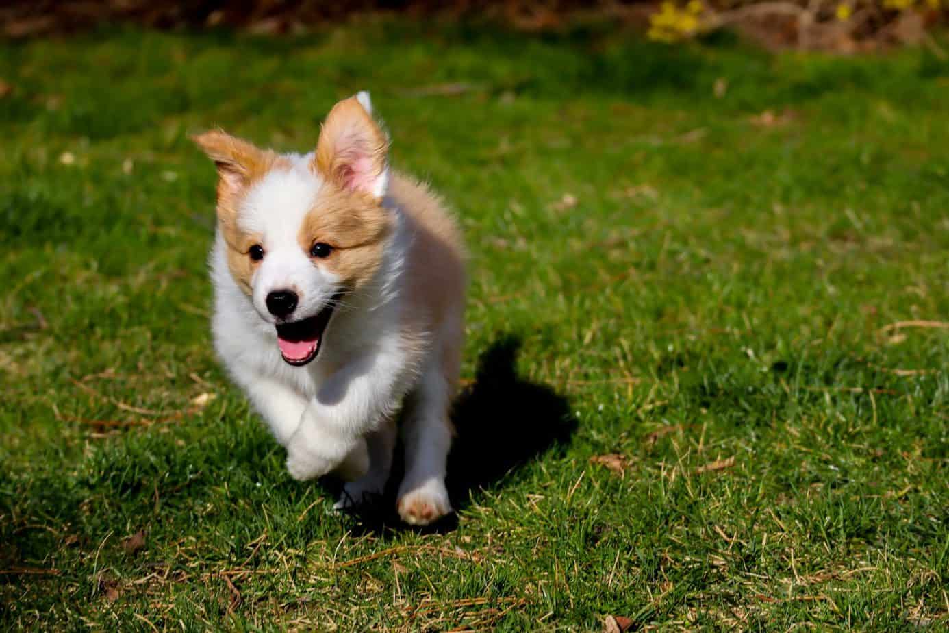 The Corgsky - Everything You Should Know Before Getting A Corgi Husky ...