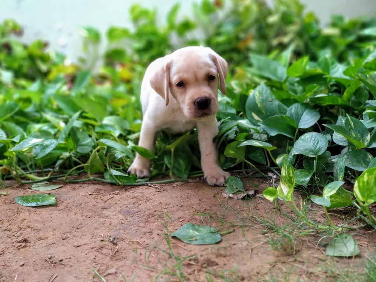 How Long Do Labs Live? The Ins and Outs of Labrador Health and Lifespan ...