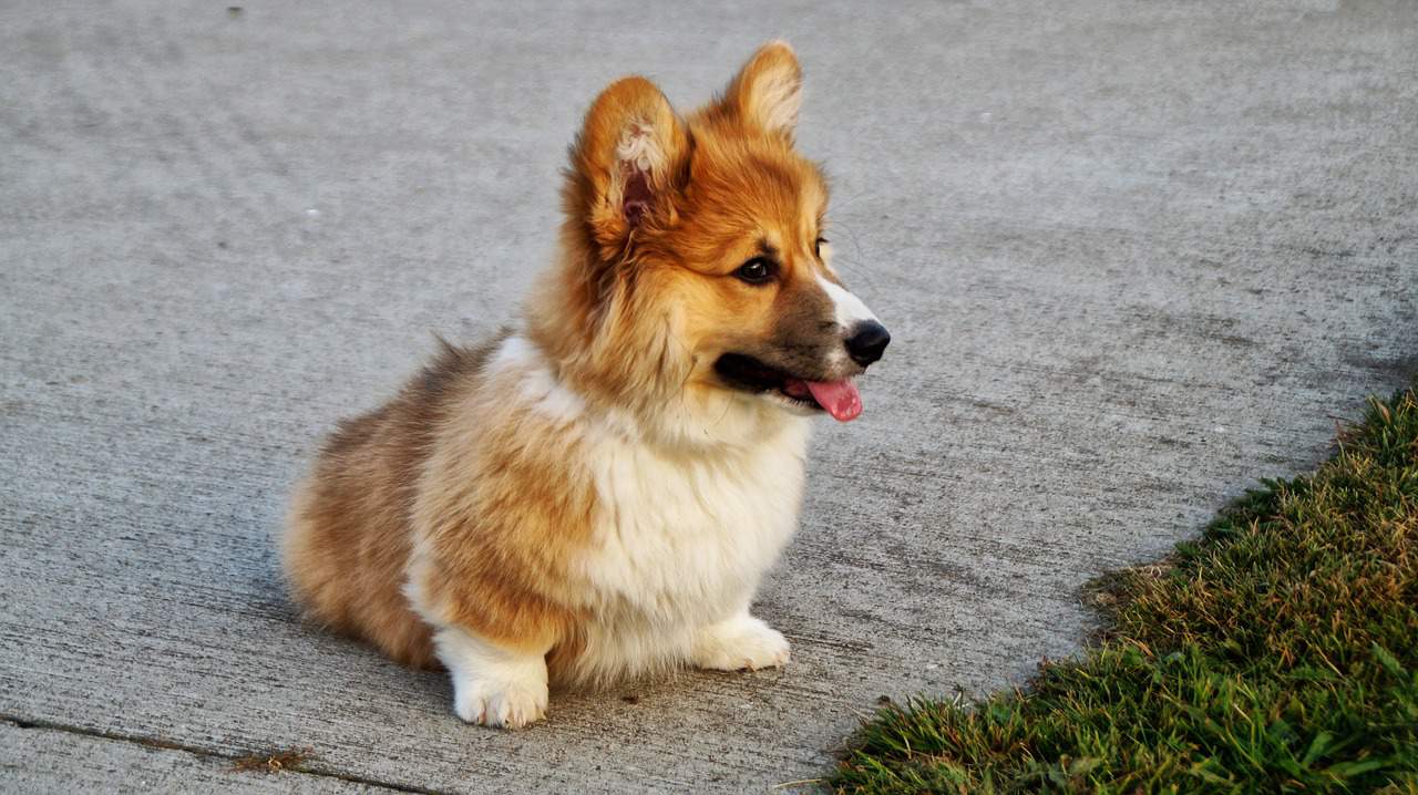 The Corgsky - Everything You Should Know Before Getting A Corgi Husky ...