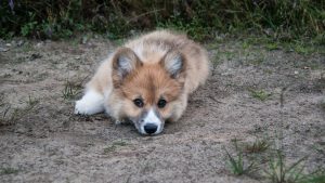 The Corgsky - Everything You Should Know Before Getting A Corgi Husky ...